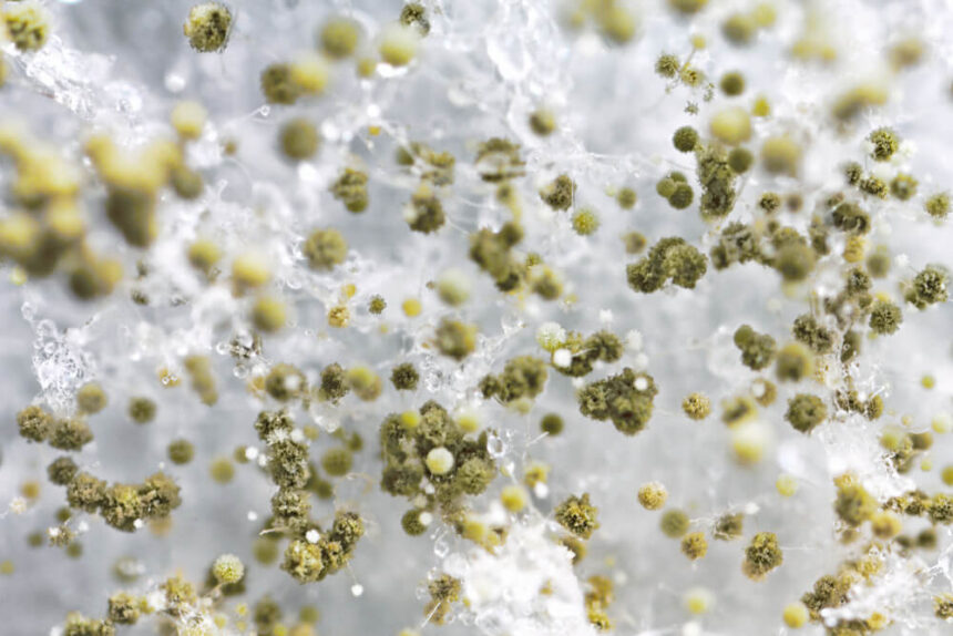 Moisture Control: Indoor Conditions that Promote Mold